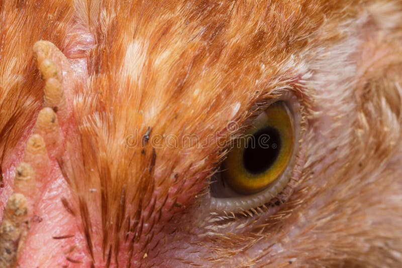 Chicken Eye Close-Up stock photo. Image of life, macro - 150681274