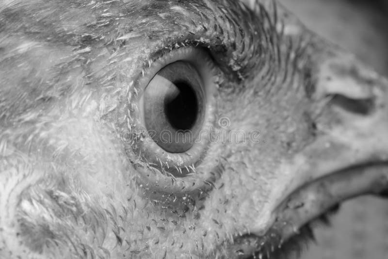 Chicken Eye Close-Up stock image. Image of agriculture - 150681281