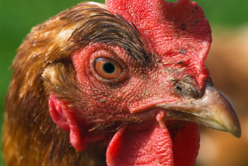 Chicken face close-up stock photo. Image of bossy, outdoor - 3392090