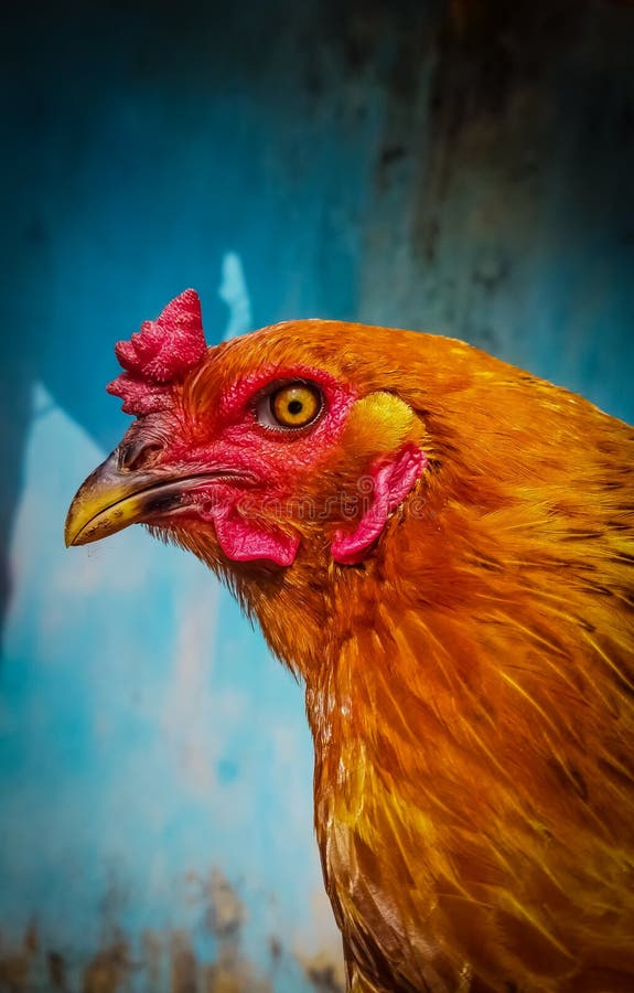 Chicken face closeup stock photo. Image of chick, bird - 233230570