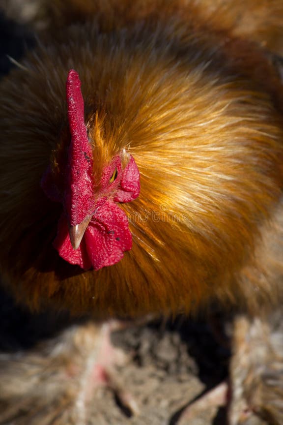 Chicken facing the camera stock photo. Image of beautiful - 25205314