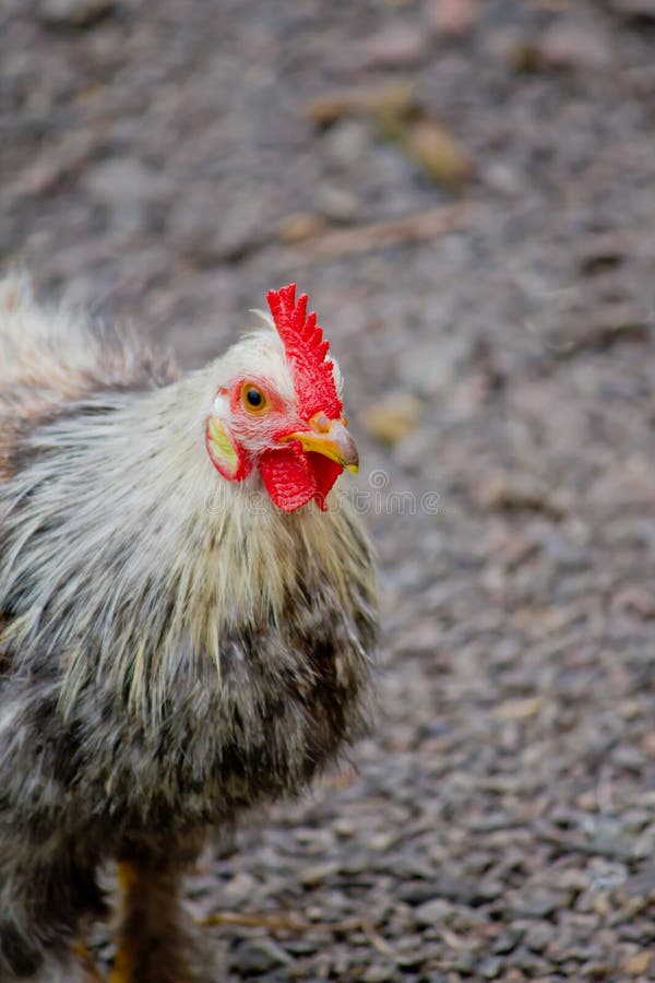 Chicken facing the camera stock photo. Image of beautiful - 25205314