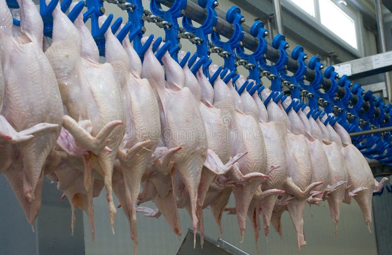 The chicken factory stock image. Image of continuity - 23308351