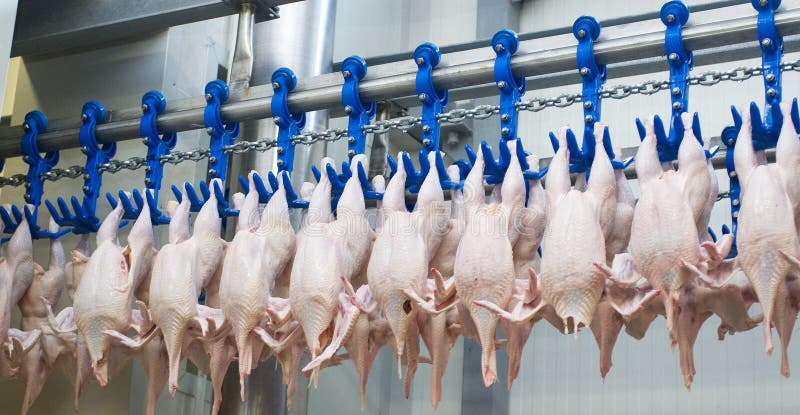 The chicken factory stock photo. Image of continuous - 23308452