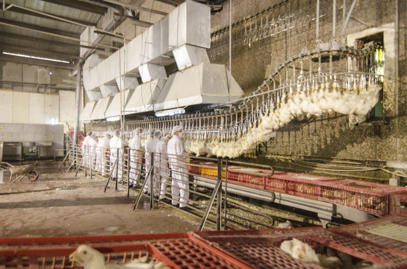 Chicken factory editorial photo. Image of chicken, working - 28676321