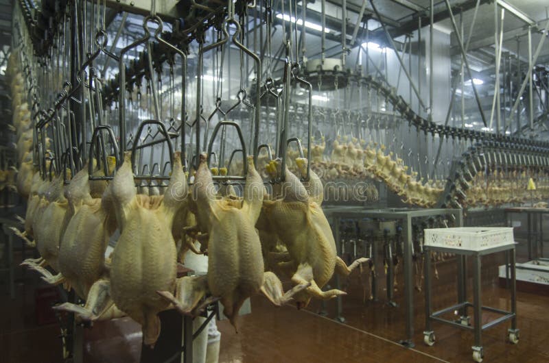 Chicken factory stock image. Image of eating, animal - 28676427