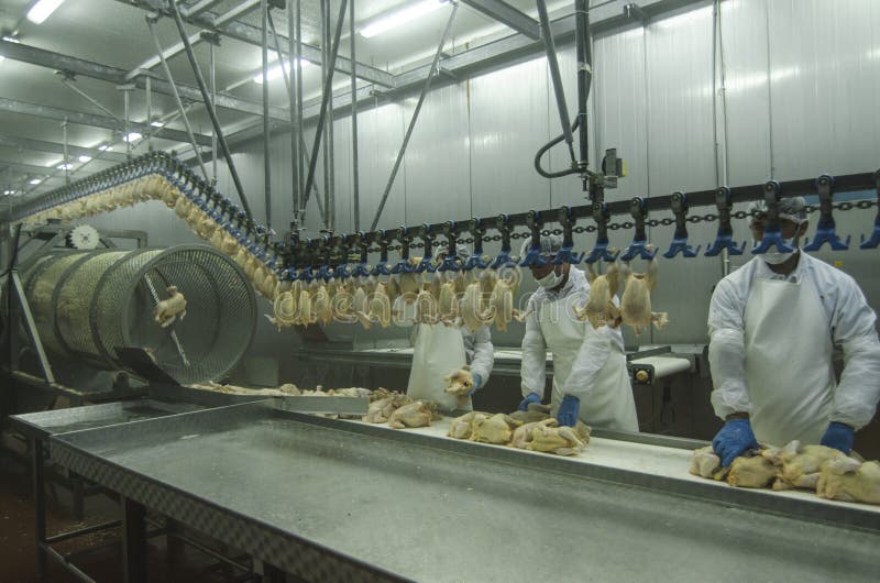 Chicken factory editorial photography. Image of continuity - 28676542