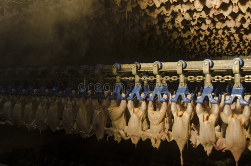 Chicken factory stock image. Image of meal, food, chicken - 28676569