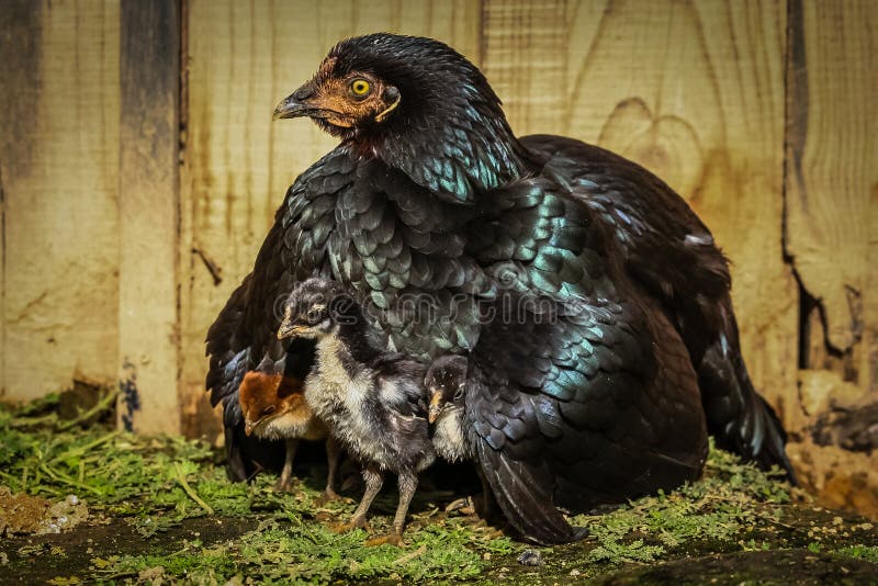 Chicken family stock image. Image of feathery, bird, birds - 43945973