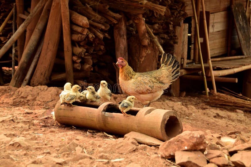Chicken family stock photo. Image of feeding, mummy, farmanimal - 59714454