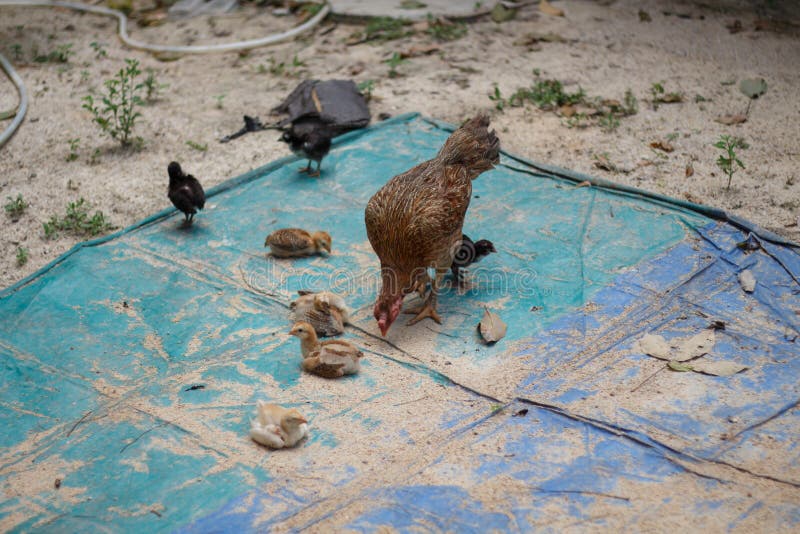 Chicken family on farm stock image. Image of range, chicken - 93352037