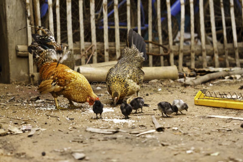 Chicken family stock image. Image of beak, alive, cute - 34767405
