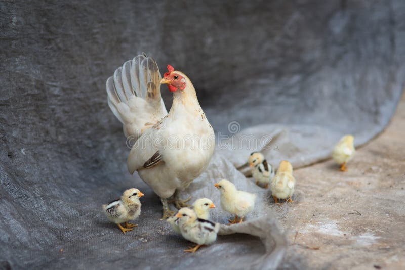 Chicken Family stock photo. Image of animal, farm, parent - 83824232