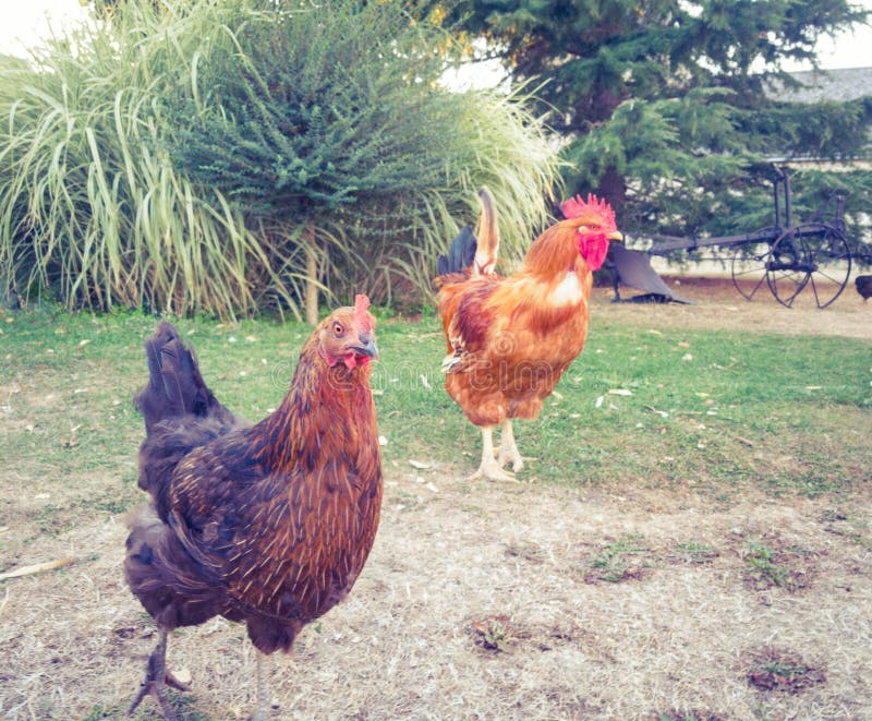 Chicken at farm stock photo. Image of bird, duck, wildlife - 193310668