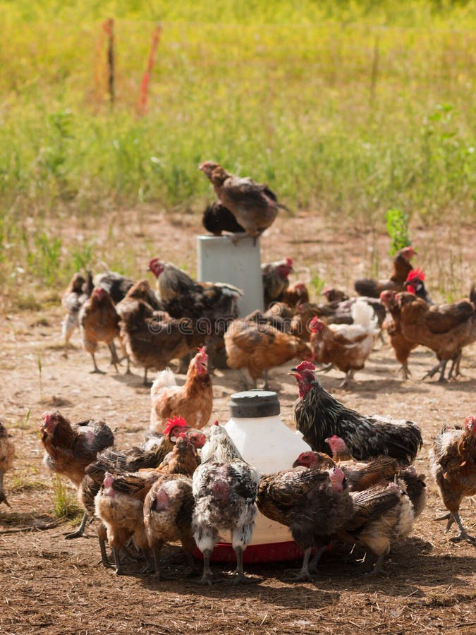 Chicken Farm stock photo. Image of meat, grass, green - 20442834