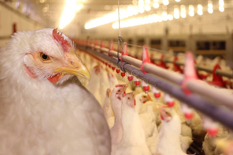 Chicken Farm stock image. Image of farm, feed, business - 22950815