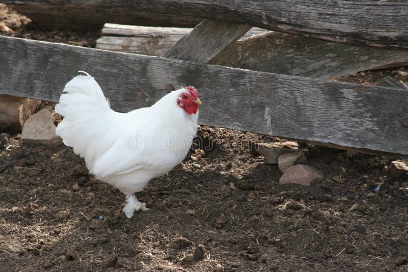 Chicken on Farm stock photo. Image of chick, wooden, bird - 2428056