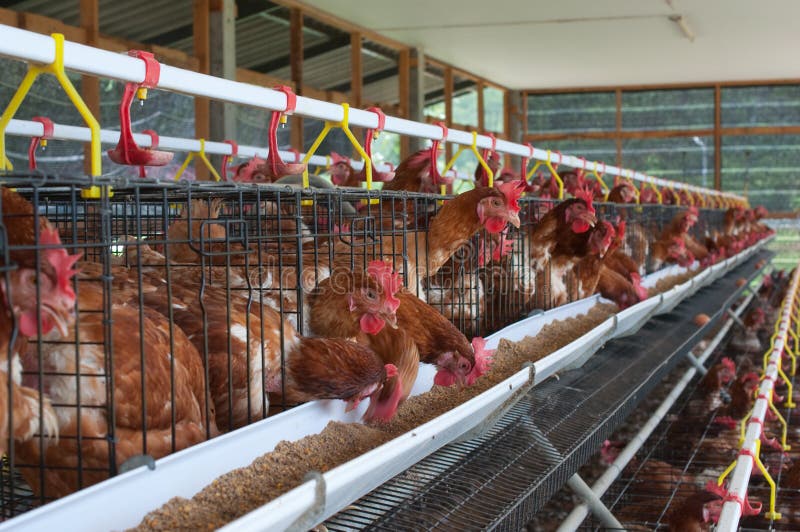 Chicken Farm, Poultry stock image. Image of fowl, farm - 36175523