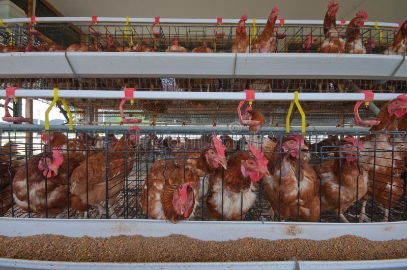 Chickens in Cot stock image. Image of south, livestock - 13995135