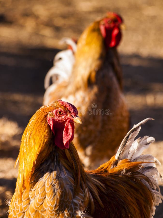 Chicken Farm stock image. Image of field, domestic, fowl - 20442331