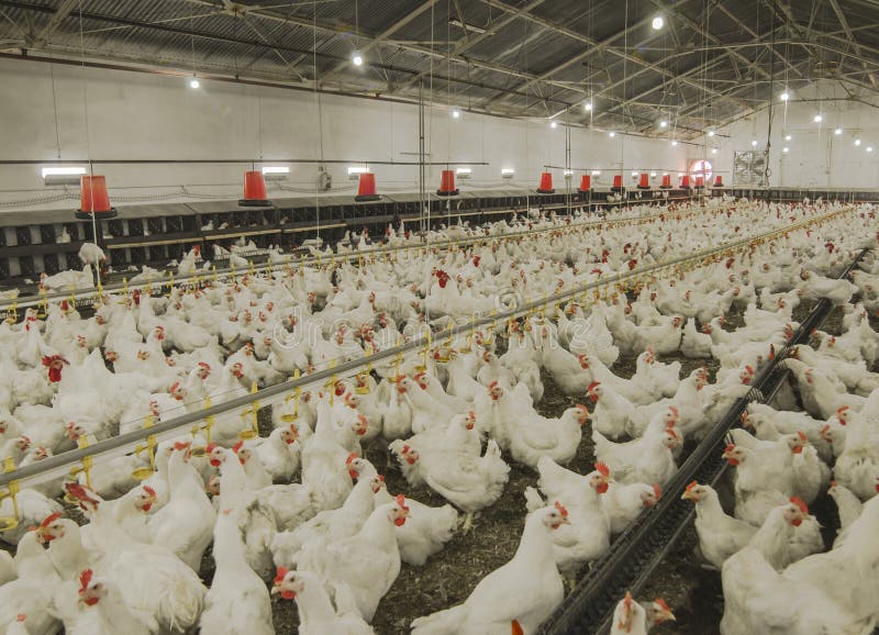 Chicken farm stock image. Image of eating, group, large - 28676255