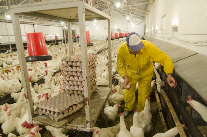 Farmers in Chicken Farm stock image. Image of agricultural - 22907791