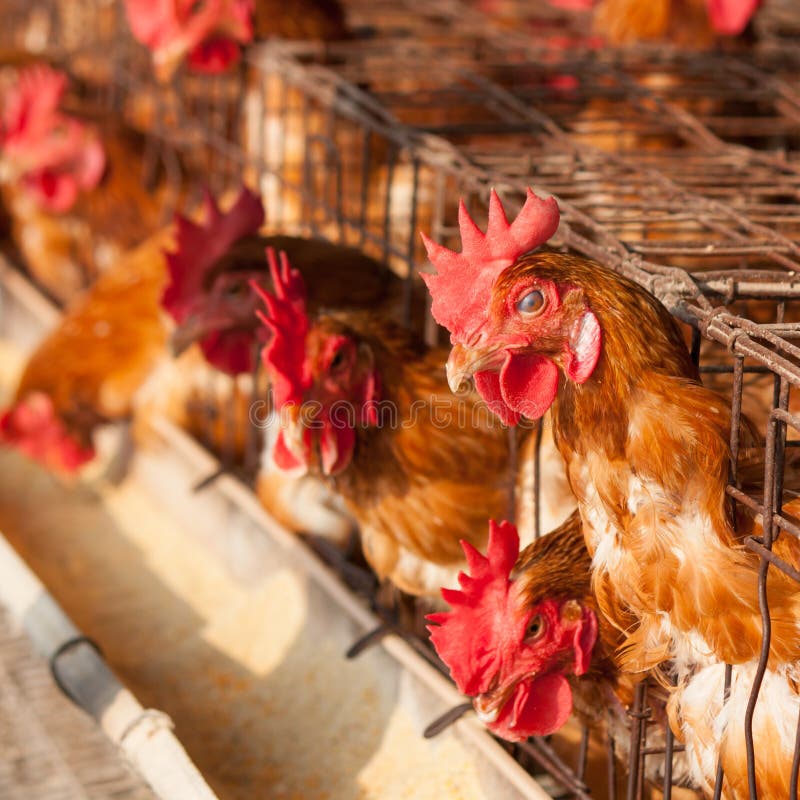 Chicken farm stock image. Image of agriculture, animals - 60376879
