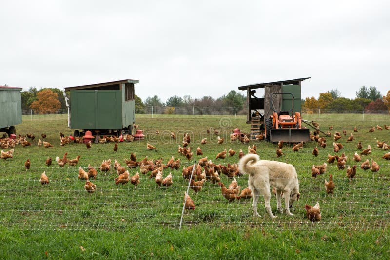 Chicken farm stock photo. Image of organic, eggs, chicken - 120744402
