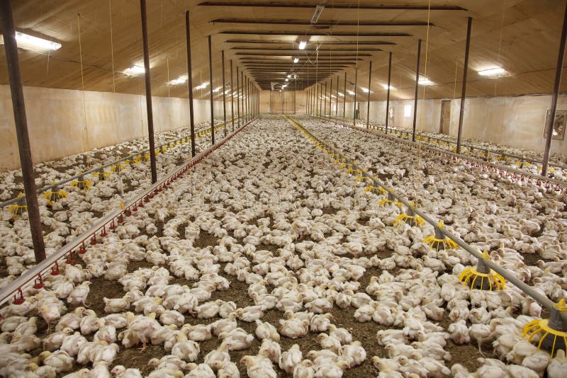 Chicken Farm, Poultry stock image. Image of fowl, farm - 36175523