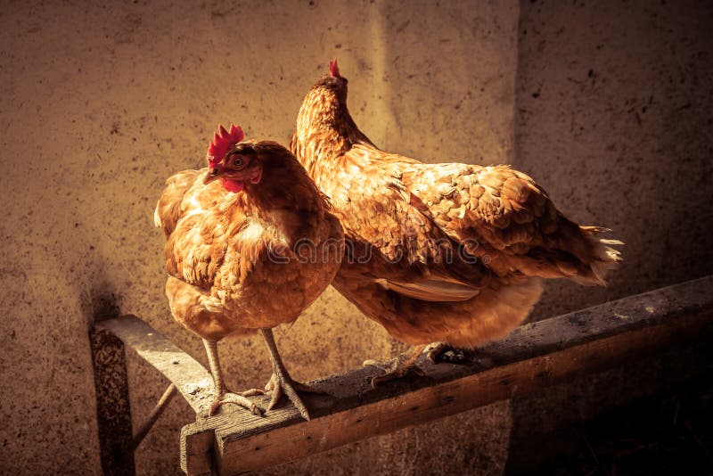 Chicken in a farm stock image. Image of flock, nature - 146236573