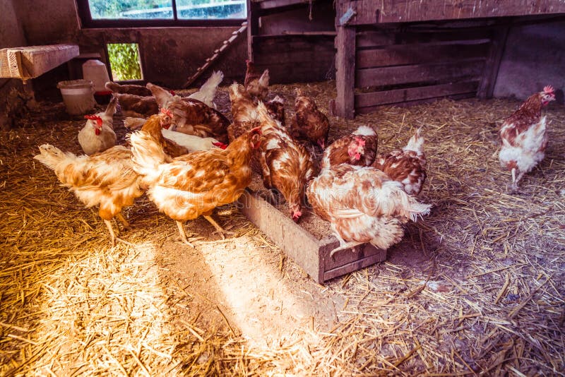 Chicken in a farm stock photo. Image of living, grass - 146236814