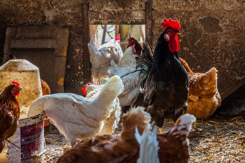 Chicken in a farm stock photo. Image of countryside - 146274836