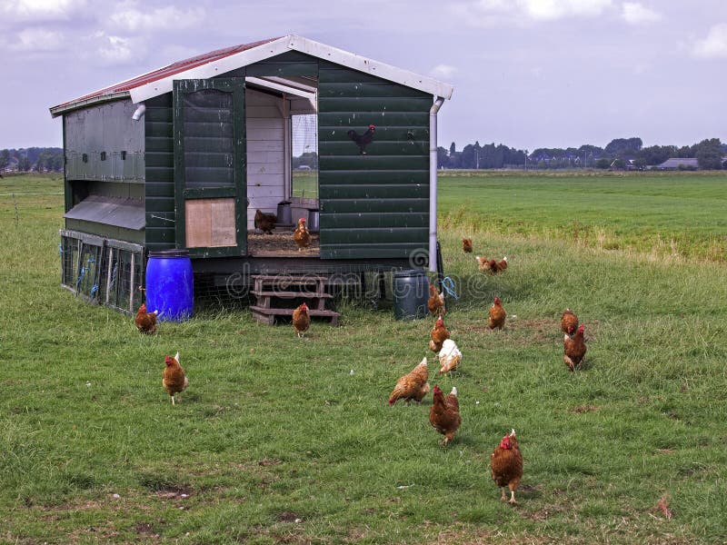 Chicken at the farm stock image. Image of feather, chick - 44390253