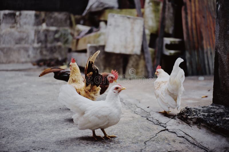 Chicken in the farm stock image. Image of chicken, cute - 165033499