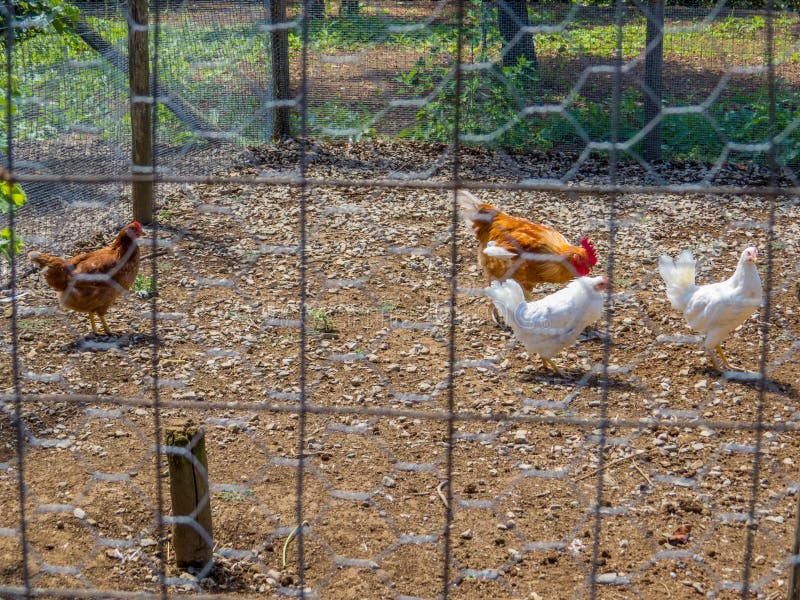 Chicken farm stock image. Image of animals, types, male - 77326137