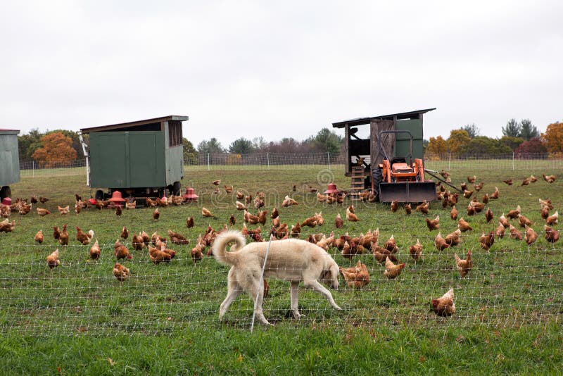 Chicken farm stock image. Image of chicken, animal, autumn - 120744415