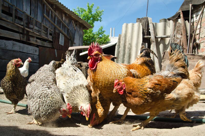 Four Chickens in a Chicken Coop Stock Image - Image of horizontal ...