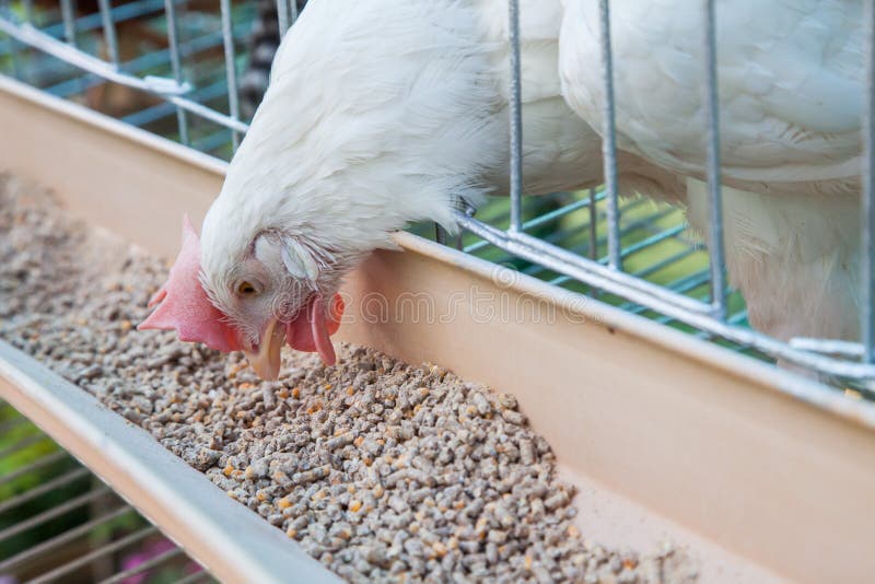 Chicken in the farm stock image. Image of farm, animal - 76983435