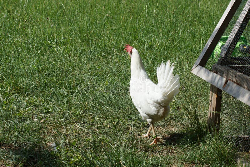 Chicken farm. stock image. Image of bird, agriculture - 171137037