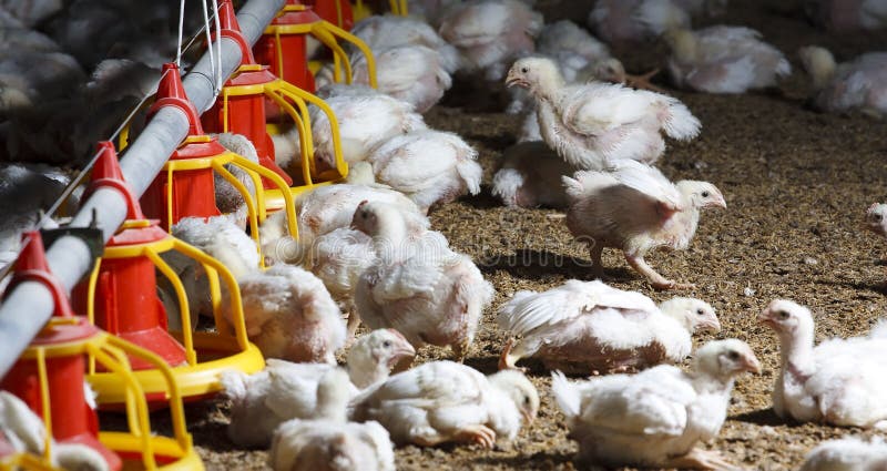 Chicken Farm editorial stock image. Image of industry - 64142284