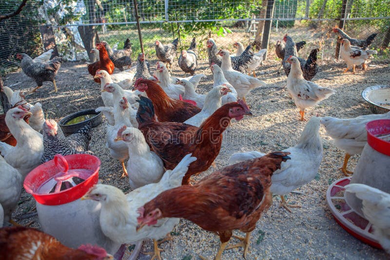 Chicken in the farm yard stock photo. Image of group - 221608054