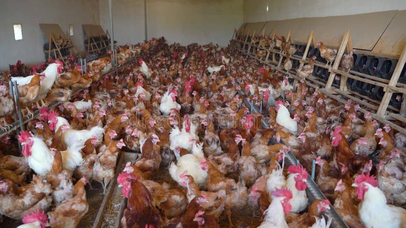 Chicken Farm, Hundreds of Chickens in One Place Stock Video - Video of ...