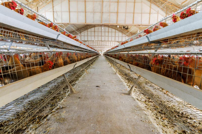Modern chicken coop farm stock photo. Image of indoor - 27400288