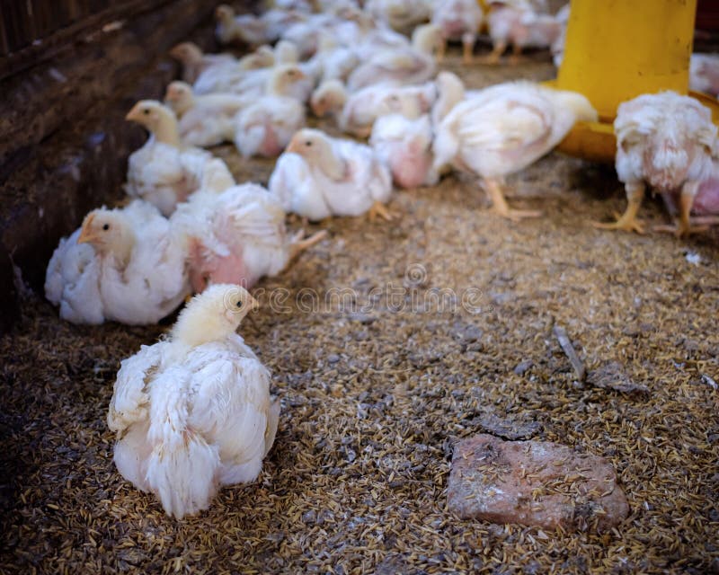 Chicken farm stock image. Image of agribusiness, beak - 290804863