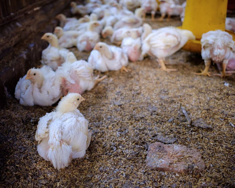 Chicken farm stock image. Image of agribusiness, beak - 290804863