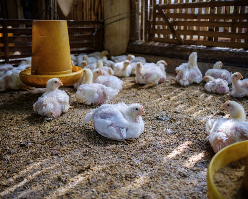 Chicken farm stock image. Image of animal, eating, business - 290804871