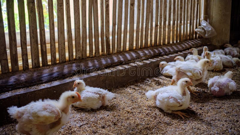 Chicken farm stock image. Image of agriculture, feather - 290804937