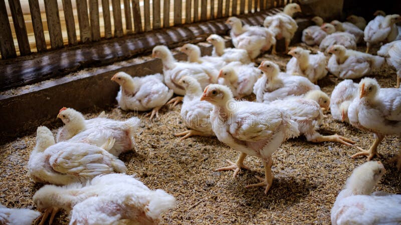 Chicken farm stock photo. Image of feed, coop, cage - 290804970