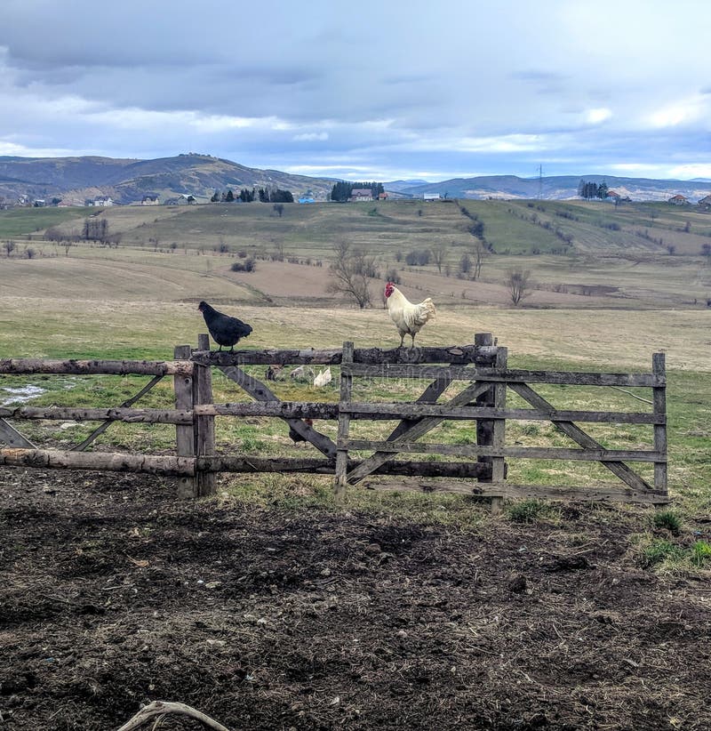 Chicken farm landscape stock image. Image of rural, nature - 144733777