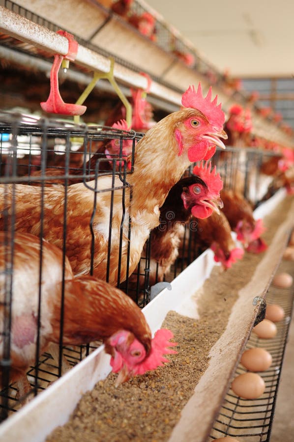 Poultry Farm with Broiler Chicken(fowl) Stock Image - Image of ...